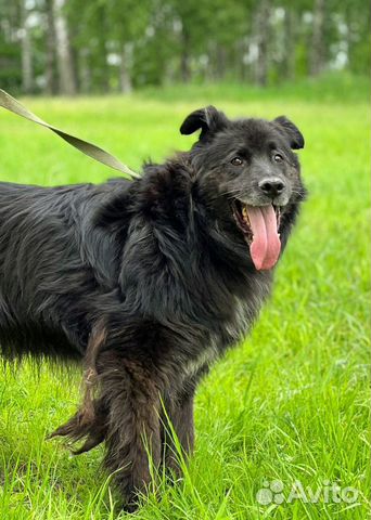 Пес в приюте ждет свою семью