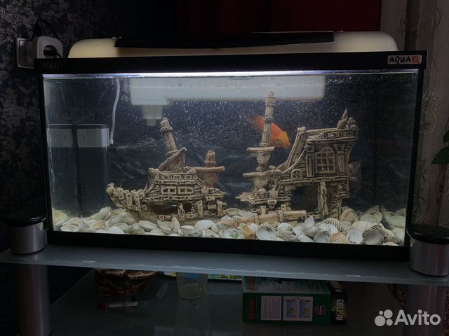 Аквариум с золотой рыбкой