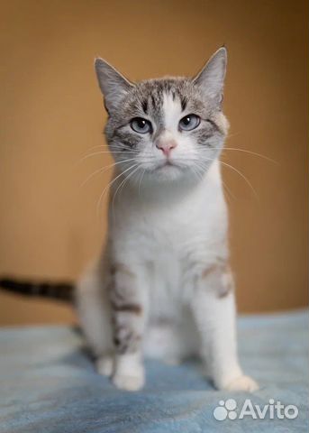 Тайская кошка ищет дом