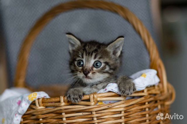 Котенок 1,5мес мальчик