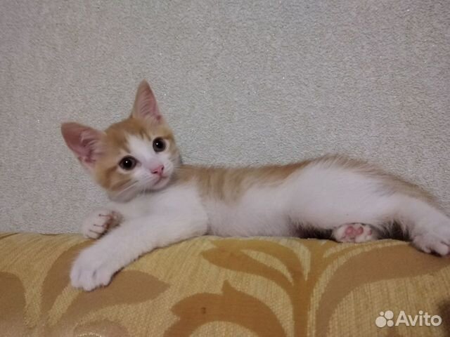 Ласковый умняшечка Котёнок-мальчик 3 мес