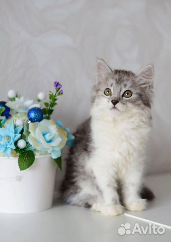 Необычная малышка 1,5-2 мес ищет дом