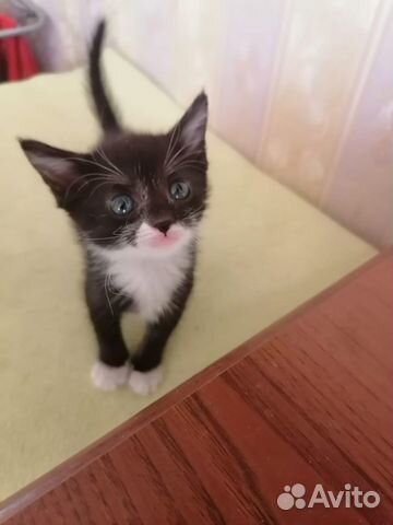 Малышка Маркизочка ищет дом