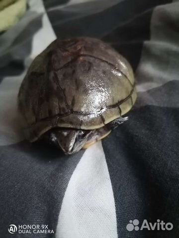 Мускусная черепаха