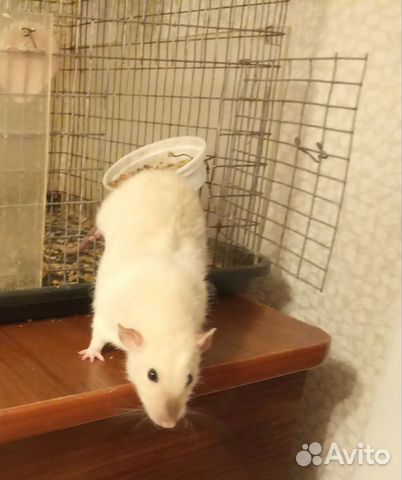 Крысы отдам бесплатно