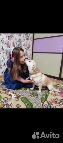 Небольшая собачка Пломбира ищет дом