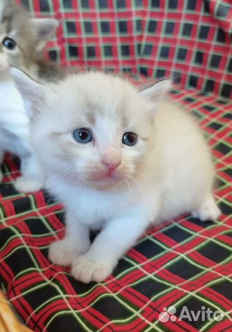 Котенок из приюта, мальчик