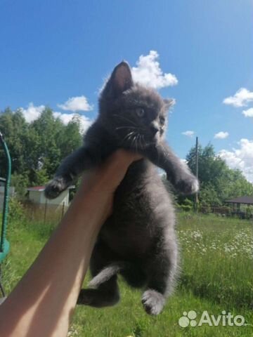 Серый котенок девочка
