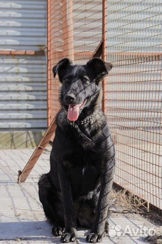 Таша, робкая собака в добрые руки