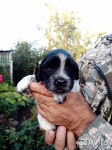 Щенки московской спаниели