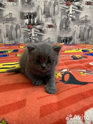 Отдам бриташек в добрые руки