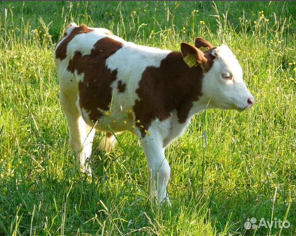 Бычки и телята