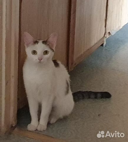 Маська - плюшевая, вальяжная "пантера" в дар