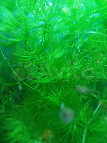 Аквариумные рыбки и растения