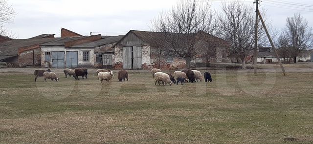 Бараны, гуси, утки