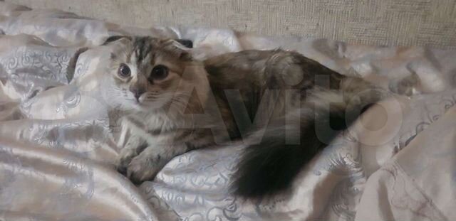 Кошка шотландская 5мес привита стерильна