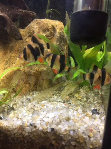 Барбус суматранский