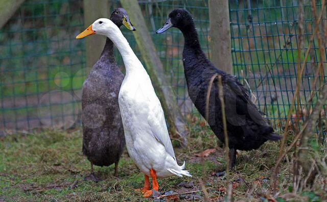 Инкубационное яйцо уток индийского бегунка