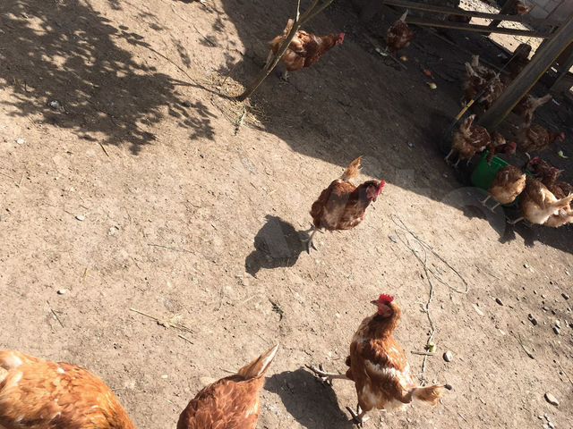 Куры несушки ломан Браун