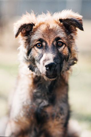 Послушный Кеша ищет дом