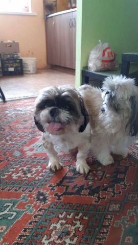 Жених на вязку,Док РКФ