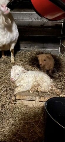 Козлята молочные