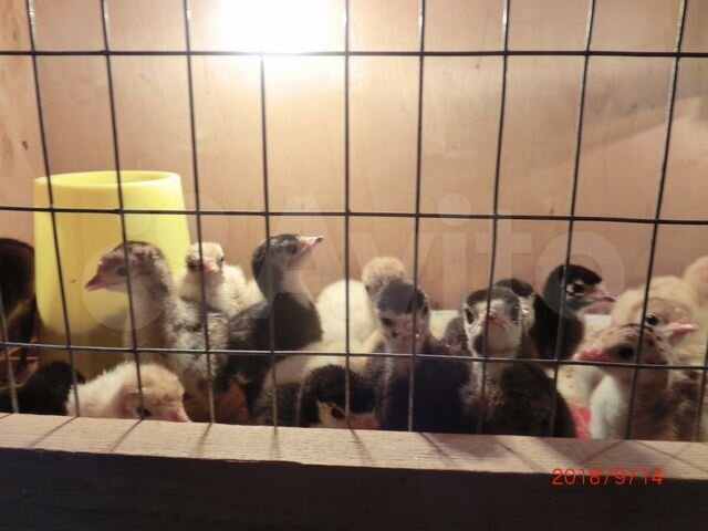 Продам индюшат