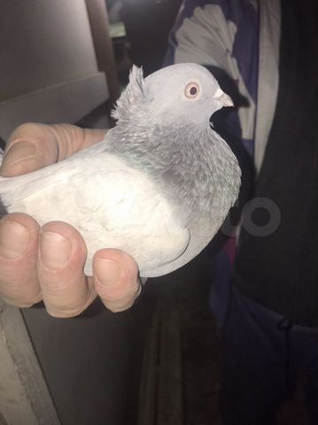Продажа голубей