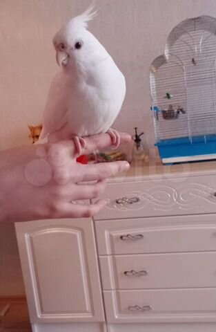 Попугай корелла альбинос