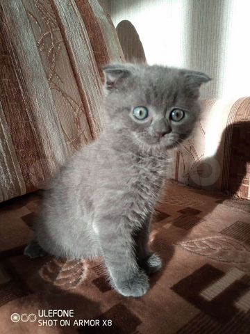 Котик Шотландские вислоухие