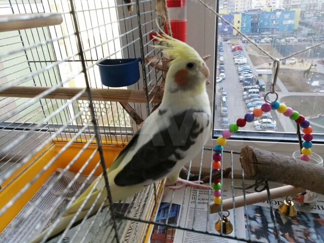 Попугай корелла с клеткой