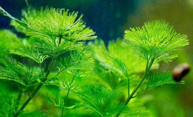 Растение для аквариума кабомба продаю
