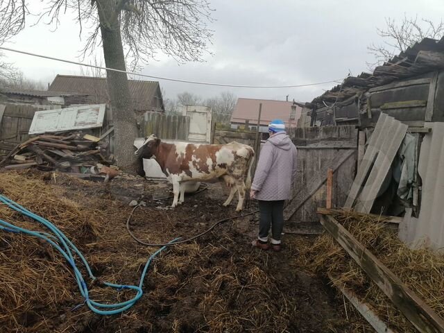 Коровы дойные молочные