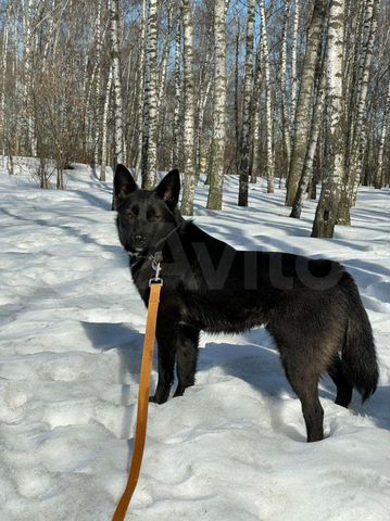 Маленький Каспер ищет дом