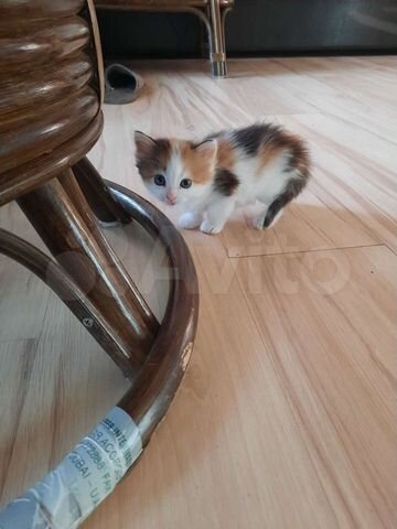 Котенок девочка