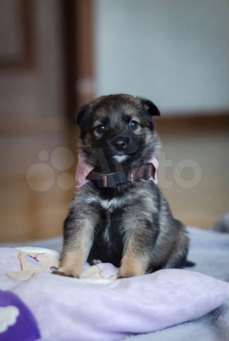 Собака Джема