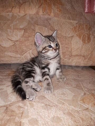 Британские котята