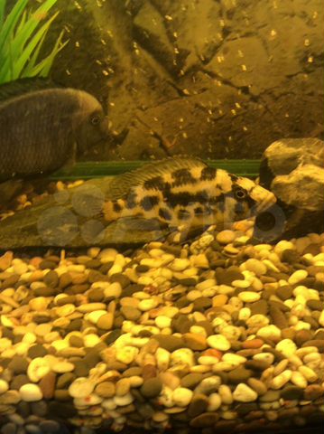 Мальки Цихлиды Ливингстона