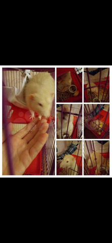 Крыса с клеткой