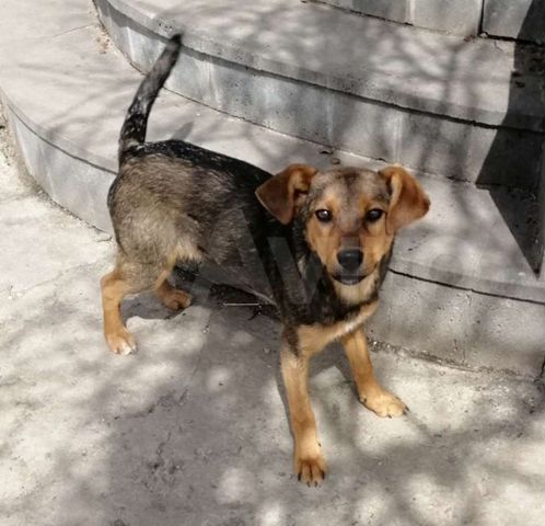 Подрощенный щенок в добрые руки