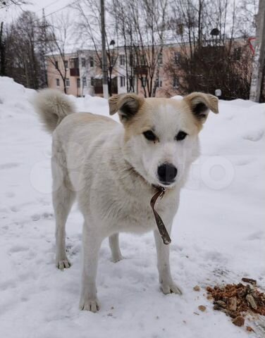 Компот - молодой пёс, метис лайки