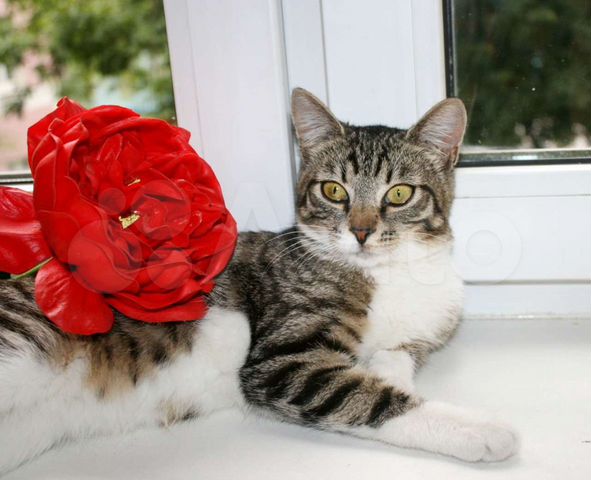 Эмма ищет дом