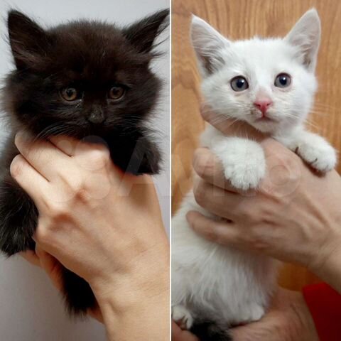 Милые котятки-девочки