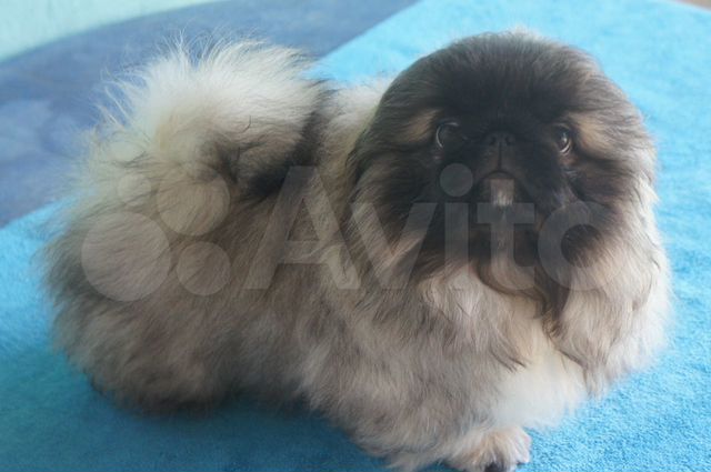 Щенок пекинеса - мальчик