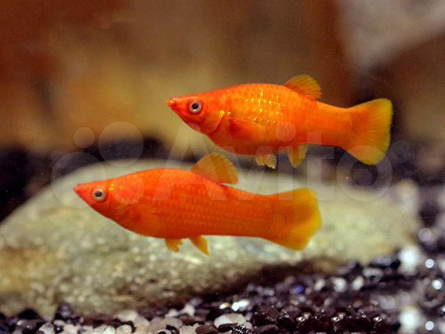 Моллинезия оранжевая