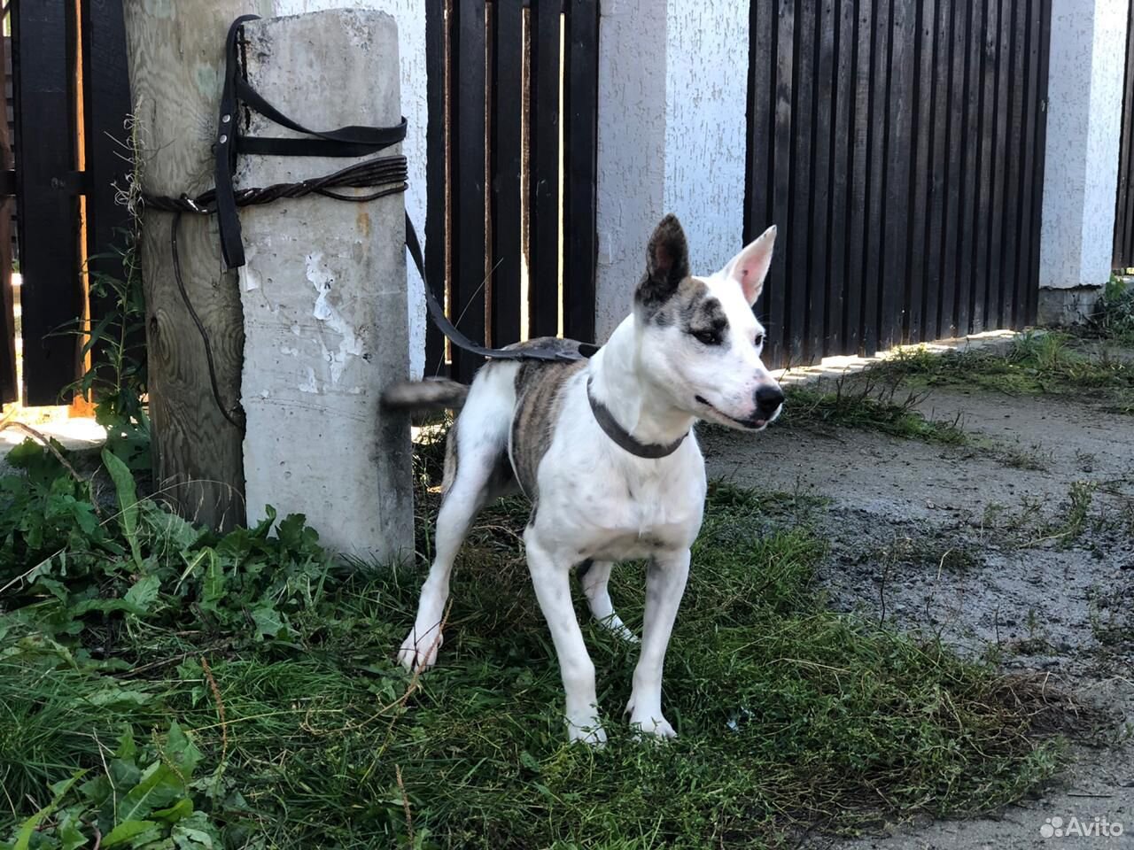 Молодая, активная Чикита, метис в добрые руки