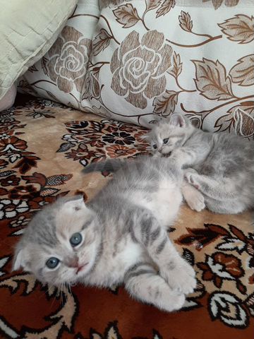 Шотландские котята