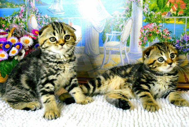 Клубные Котята Супер Тигрята Шотландцы