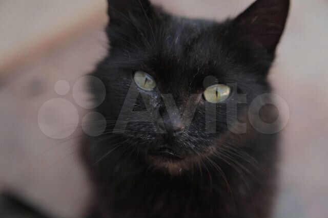 Потенциально роскошная Жанна