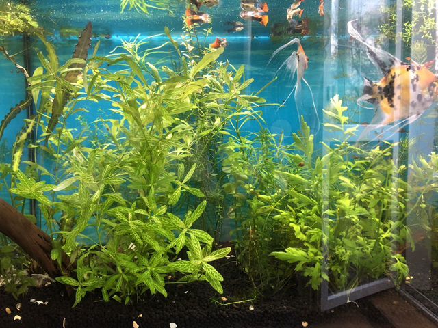 Водные растения